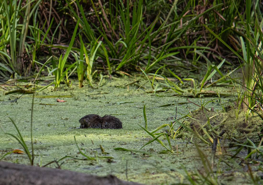 Running out of water at the bog – john's f-stop