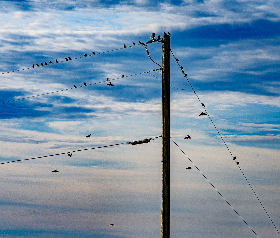 Power line birds – john's f-stop
